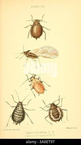 Monograph of the British aphides, London, 1876-83, aphids, Great ...