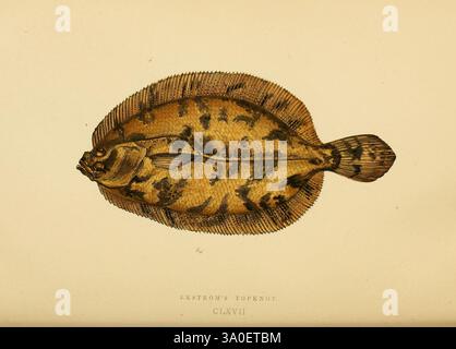 Ambush L shaped Stock Photo - Alamy
