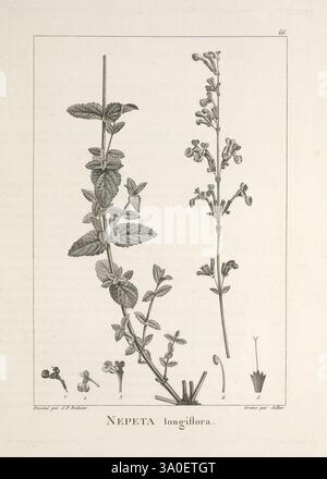 Purple flowering nepeta, also known as catmint blooming on a summer ...