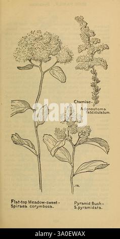 chamise (Adenostoma fasciculatum Stock Photo - Alamy