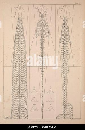 Comparative, osteology, London, Taylor and Walton, 1847, bones., This ...