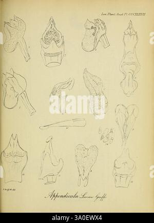Illustrations from *Icones Plantarum Asiaticarum*, showcasing plant ...