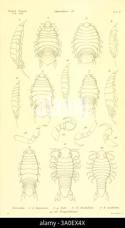 A scientific illustration from 'Symbolæ ad monographiam Cymotharum ...