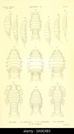 Symbolæ, ad, monographiam, Cymothoa, Crustacea, Isopoda, familiæ ...