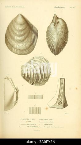 Les mollusques, Paris, 1836-1845, classification, mollusks, pictorial ...