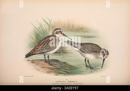 Sandpiper bird in its natural grassy habitat Stock Photo - Alamy