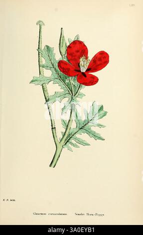 Red poppy with a green stem elegantly bent against a white background ...