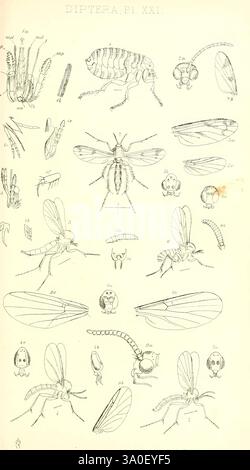 Insecta Britanica, Diptera London, Reeve and Benham, 1851-1856, Great ...