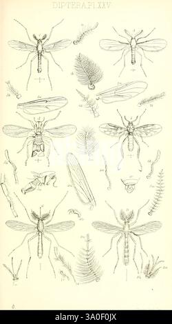 Insecta Britannica, Diptera, by Francis Walker. London, Reeve and ...