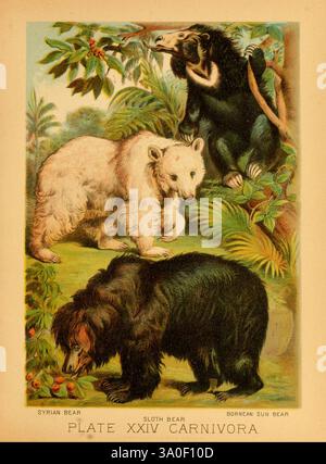 Sloth Bear family (Melursus ursinus), mother with two babies fighting ...