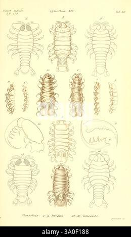 Symbolæ, ad, monographiam, Cymothoarum, Crustaceorum, Isopoda, familia ...