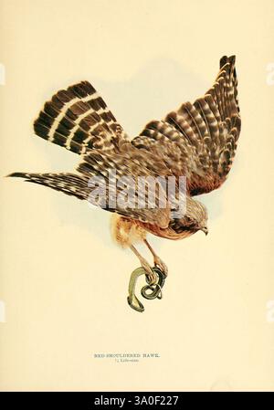 A hawk in mid-flight, showcasing its wingspan and detailed plumage. The ...