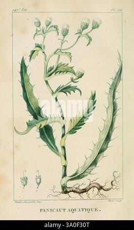 This botanical illustration from 1821 depicts the orchid species Vanda ...