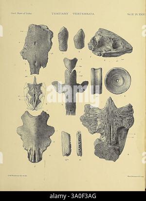 Indian, Tertiary, and post Tertiary Vertebrata. Calcutta, Geological ...