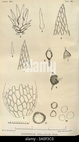This illustration demonstrates the structure of the plant cell ...