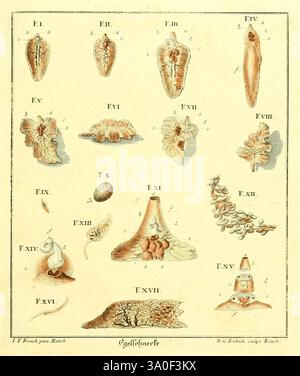 Illustration from D. Jacob Christian Schäffer's work on insects ...
