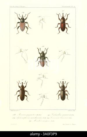 'Curculionidae' features detailed studies of weevils, a large family of ...