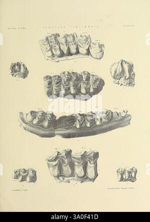 Indian Tertiary and post Tertiary Vertebrata Calcutta, Geological ...
