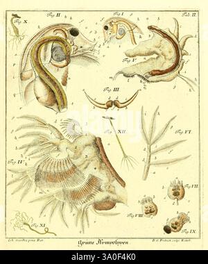 The anatomy of fish, Respiratory organs. Gills of a pike. Organs are ...