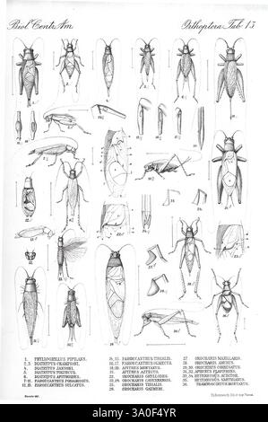 An illustration and description of Hemiptera insects, focusing on their ...