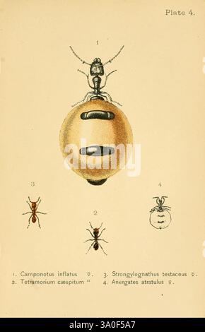 Illustration of Strongylognathus testaceus, an ant species, showing the ...