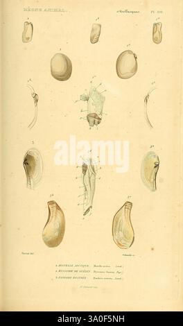 Les mollusques Paris Fortin Masson et cie 1836-1845 Classification ...