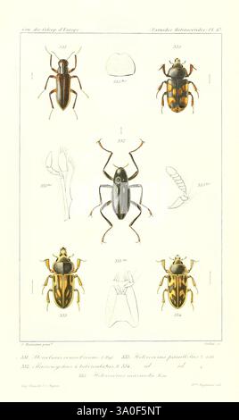 Genera des coléoptères d'Europe Paris Chez A. Deyrolle 1857-1868 ...