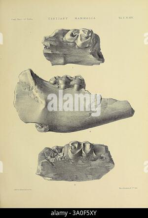 Indian, Tertiary, and, Tertiary, Vertebrata, Calcutta, Geological ...