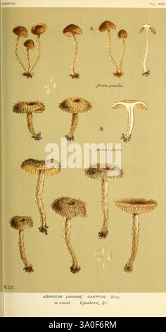This botanical atlas presents illustrations of British fungi ...