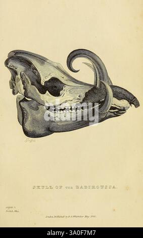 The class Mammalia, London, Printed for Geo. B. Whittaker, 1827 ...