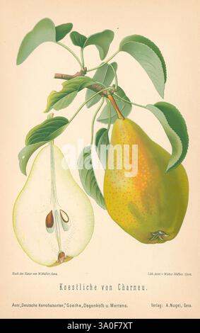 Apples that has been cut in half have been left to attract the fruit ...