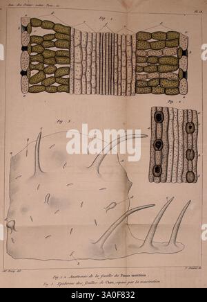 This illustration presents a side-sectional view of the Knight-Daimler ...