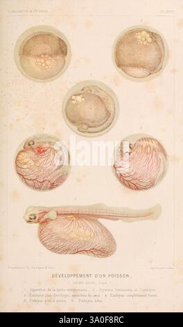 The illustration depicts the early developmental stages of an embryo in ...