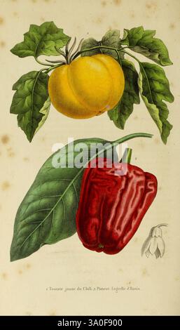 Vibrant yellow bell pepper, known as sweet pepper capsicum, lies ...