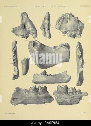 Indian, Tertiary, and, Tertiary, Vertebrata, Calcutta, Geological ...