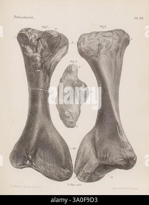 This anatomical illustration highlights the foot structure of ...