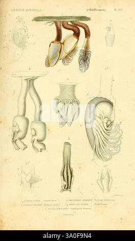 A detailed illustrated study of cephalopods, focusing on their taxonomy ...