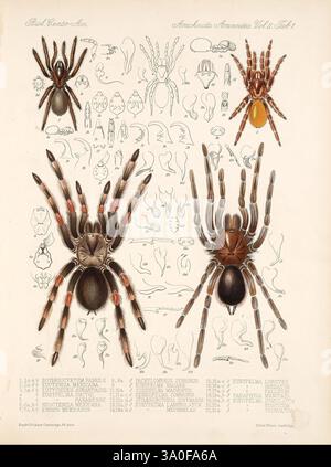 Biologia, An intricate arrangement of various spider species is ...