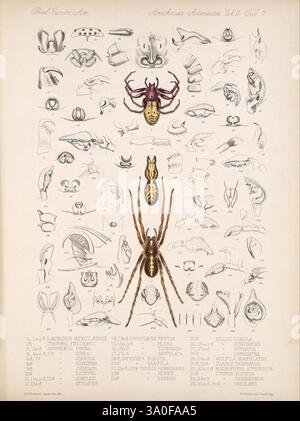 A comprehensive classification of arachnids, including spiders and ...