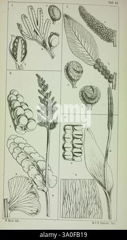 Labeled leaf specimens on display Stock Photo - Alamy