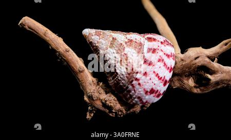 A detailed photograph of a Trochus shell resting on driftwood. Ideal ...