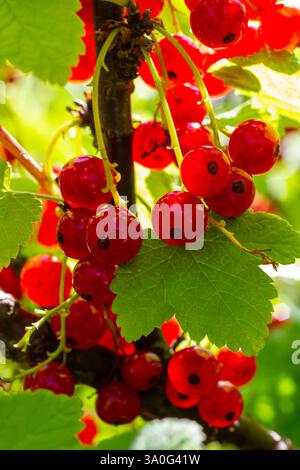 Red currant berries grow in sunny garden. Red currants plantation in ...