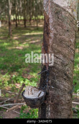 Rubber tree, Hevea brasiliensis, Euphorbiacea, Rui Buri National Par ...