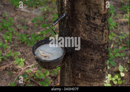 Rubber tree, Hevea brasiliensis, Euphorbiacea, Rui Buri National Par ...
