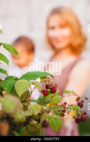 Raspberry hanging from a branch on a hillside near the town of Arilje ...