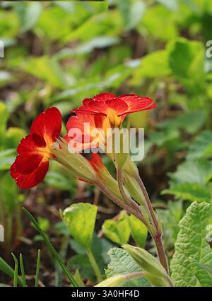 Tender first sprouts of evening primrose with drops of dew after rain ...
