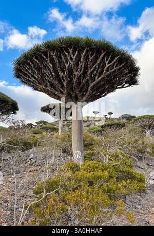 Dragon Trees stand tall in the unique landscape of Socotra island ...