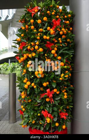 View of mandarin trees with red bows for the Chinese new year in ...