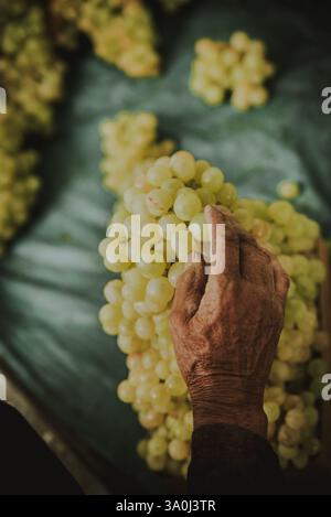 Fresh grapes from the grape farms of Saudi Arabia Stock Photo - Alamy