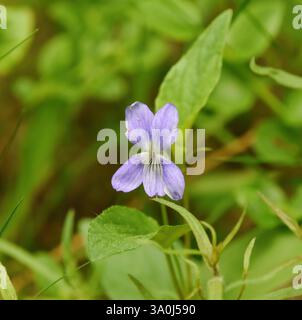 beautiful purple violet wildflower Stock Photo - Alamy